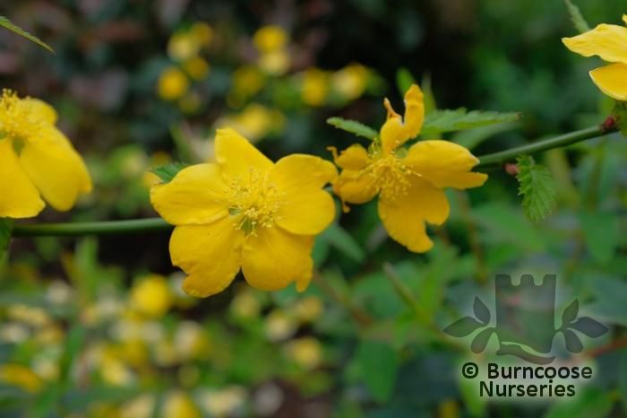 Kerria Japonica 'Golden Guinea' from Burncoose Nurseries