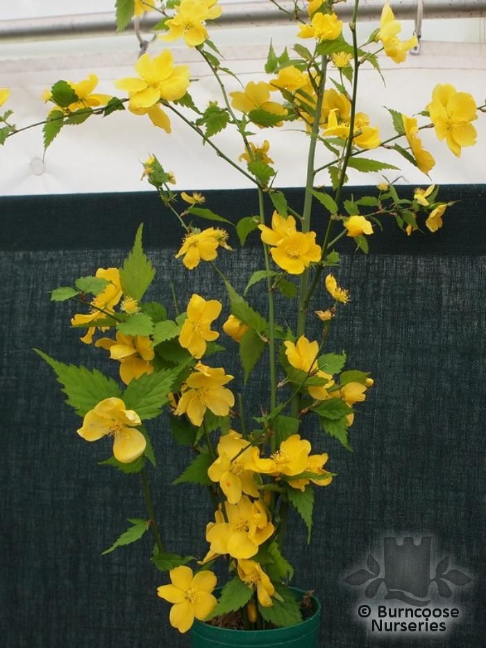 Kerria Japonica 'Golden Guinea' from Burncoose Nurseries