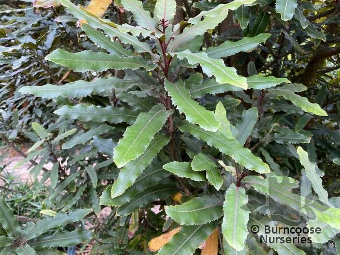 Knightia from Burncoose Nurseries