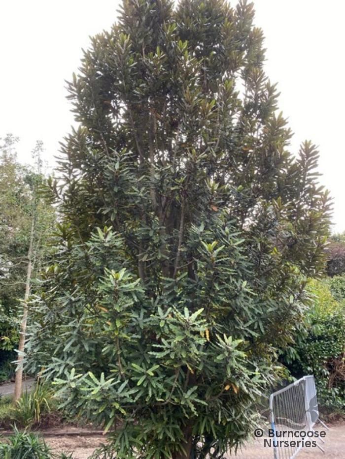 Knightia from Burncoose Nurseries