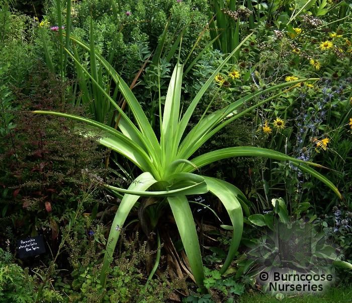 Kniphofia Northiae from Burncoose Nurseries