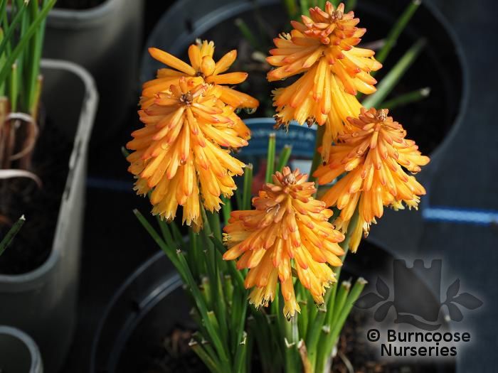 Kniphofia 'Poco Orange' from Burncoose Nurseries