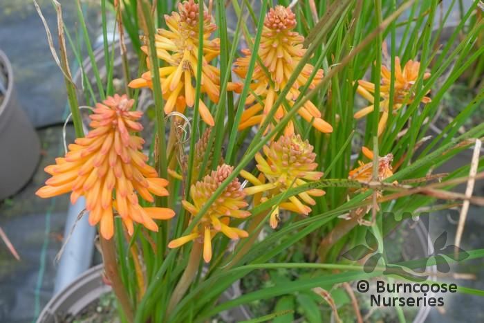 Kniphofia 'Poco Orange' from Burncoose Nurseries