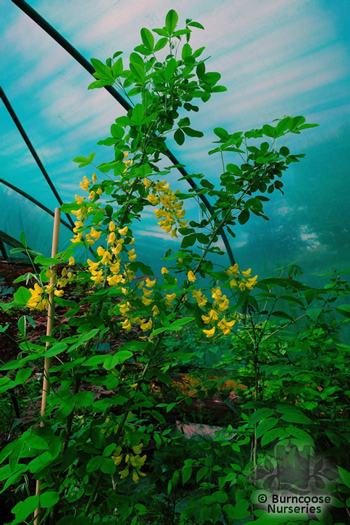 Laburnum Anagyroides 'Yellow Rocket' from Burncoose Nurseries