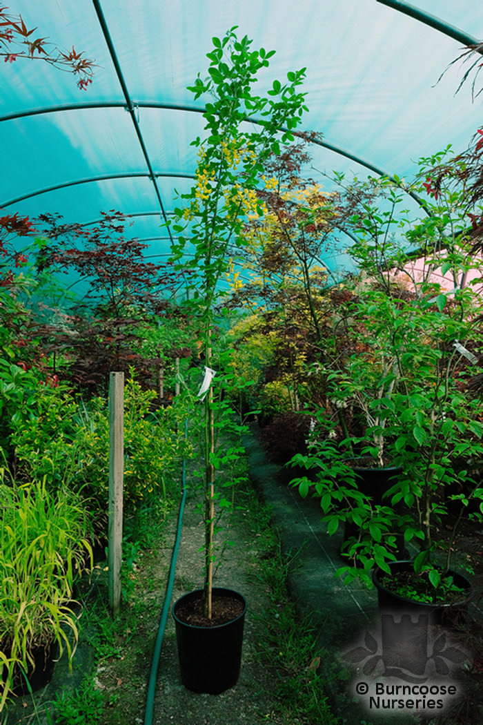 Laburnum Anagyroides 'Yellow Rocket' from Burncoose Nurseries