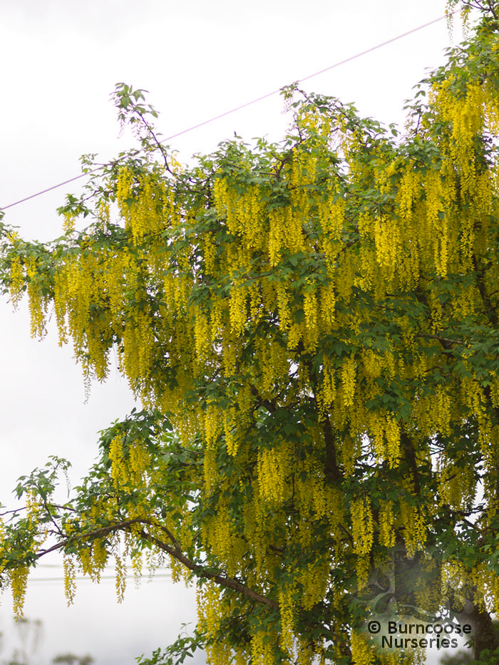 Laburnum X Watereri 'Vossii' from Burncoose Nurseries