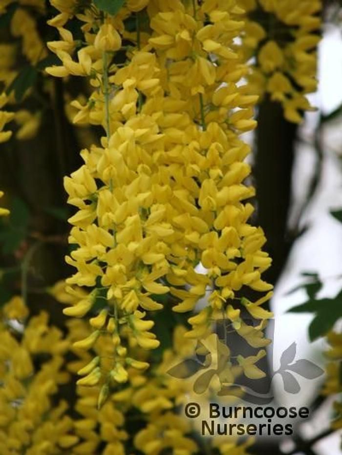 Laburnum from Burncoose Nurseries