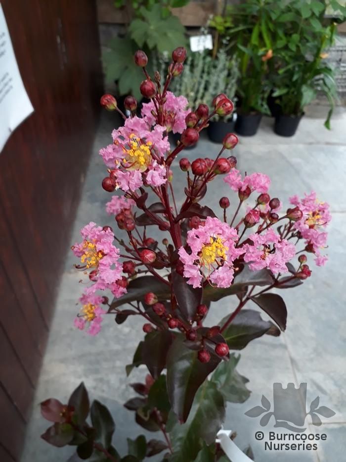 Lagerstroemia Indica 'Rhapsody In Pink' from Burncoose Nurseries