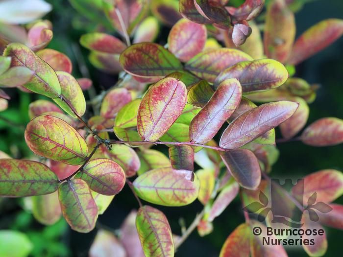 Lagerstroemia Indica 'Red Emperor' from Burncoose Nurseries