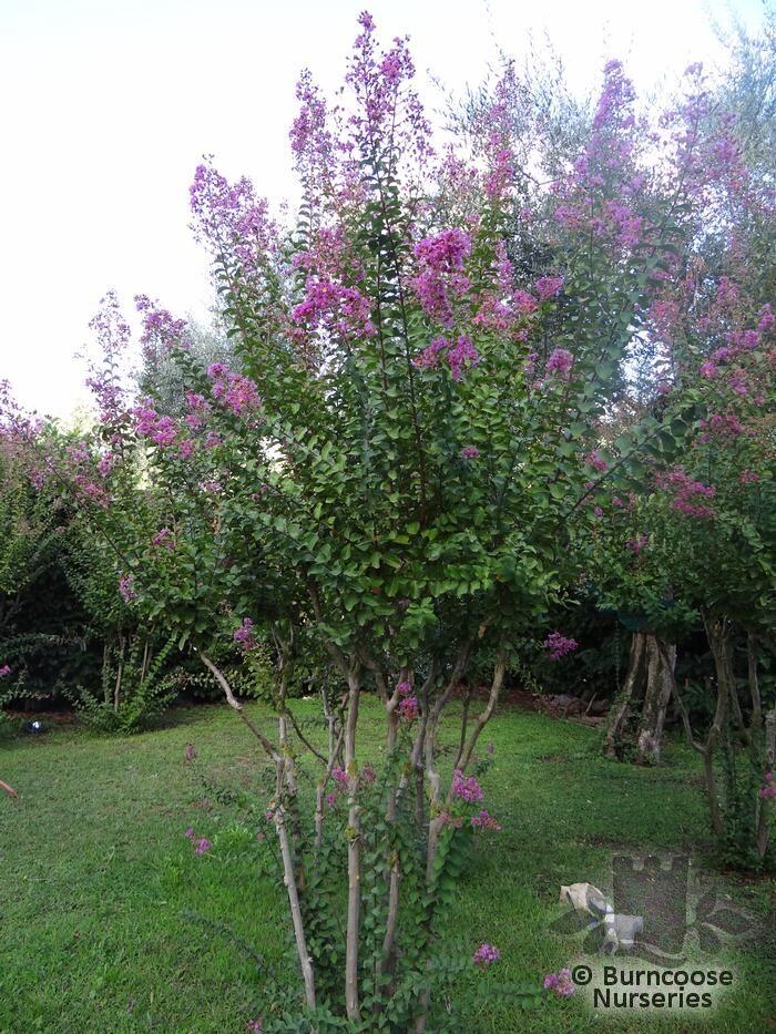 Lagerstroemia Indica 'Rosea' from Burncoose Nurseries