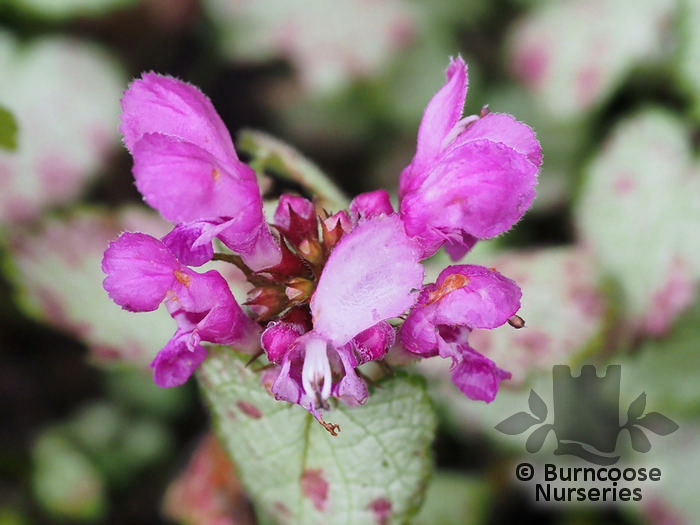 Lamium Maculatum 'Beacon Silver' from Burncoose Nurseries