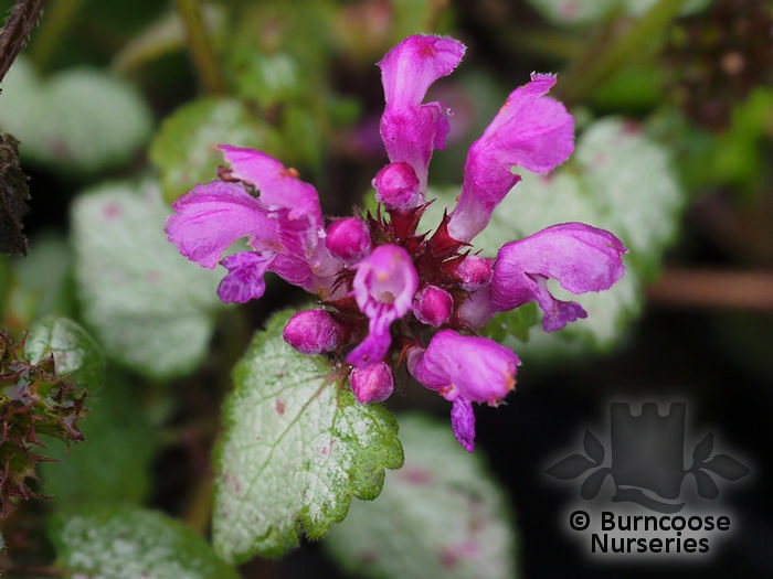 Lamium Maculatum 'Beacon Silver' from Burncoose Nurseries