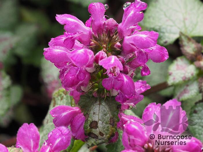 Lamium Maculatum 'Beacon Silver' from Burncoose Nurseries