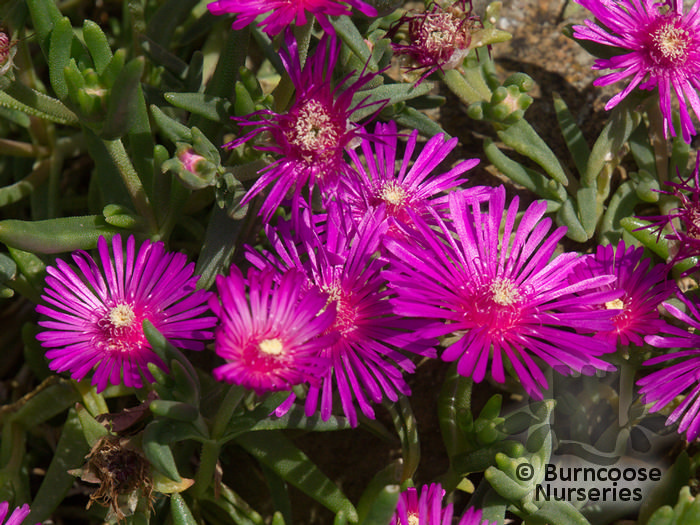 Lampranthus Pink from Burncoose Nurseries