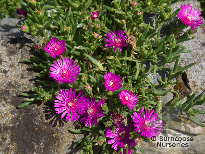 Lampranthus Pink from Burncoose Nurseries