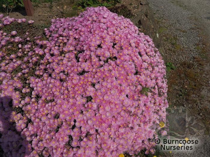 Lampranthus Pink from Burncoose Nurseries