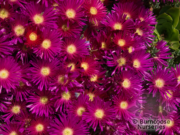 Lampranthus Purple from Burncoose Nurseries