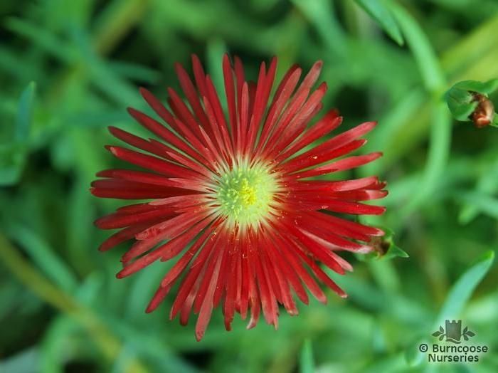 Lampranthus Red from Burncoose Nurseries