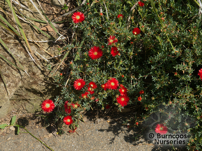 Lampranthus Red from Burncoose Nurseries