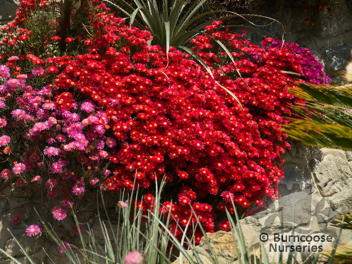 Lampranthus Red from Burncoose Nurseries