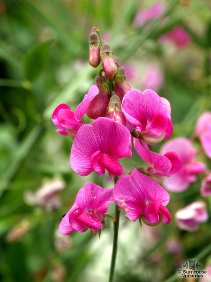 Lathyrus Latifolius 'Pink Pearl' from Burncoose Nurseries