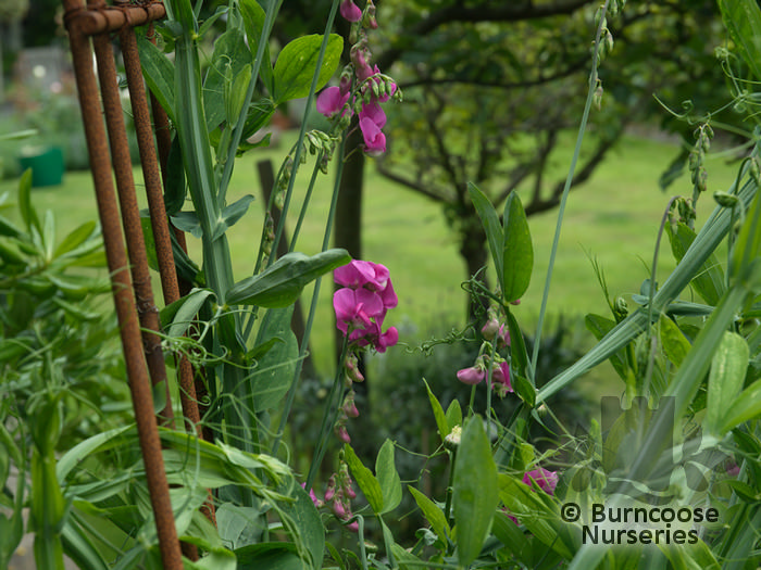 Lathyrus Latifolius 'Pink Pearl' from Burncoose Nurseries
