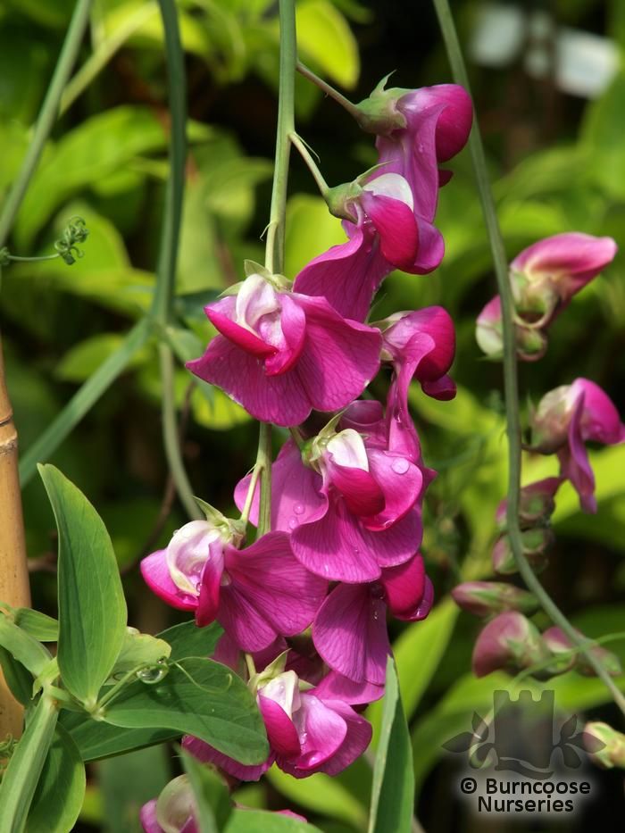 Lathyrus Latifolius 'Red Pearl' from Burncoose Nurseries