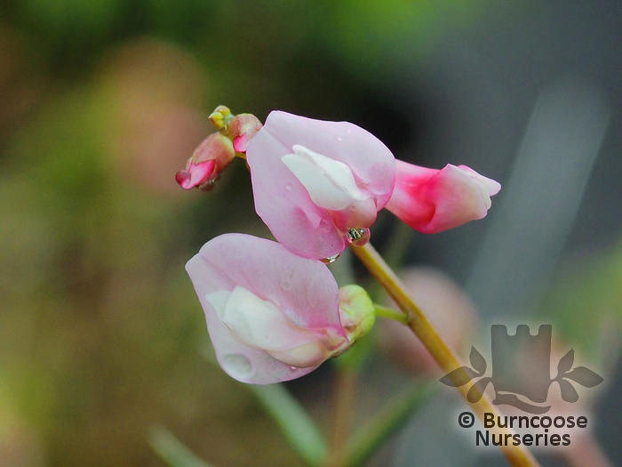 Lathyrus Vernus 'Rosenelfe' from Burncoose Nurseries