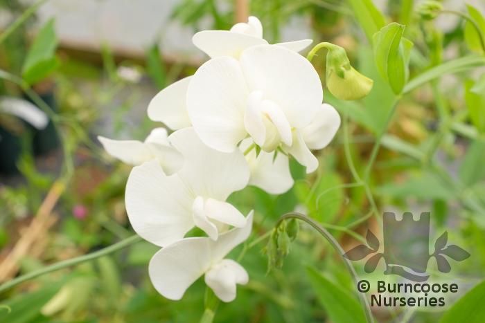 Lathyrus Latifolius 'White Pearl' from Burncoose Nurseries