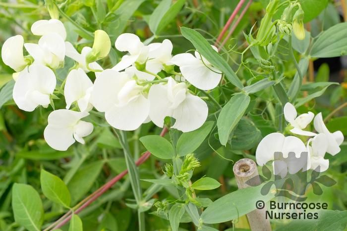 Lathyrus Latifolius 'White Pearl' from Burncoose Nurseries