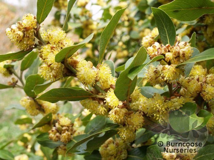 Laurus Azorica from Burncoose Nurseries