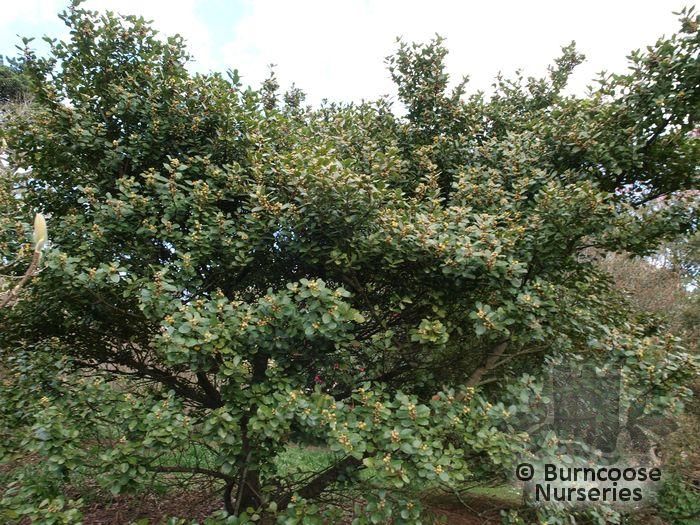 Laurus Azorica from Burncoose Nurseries