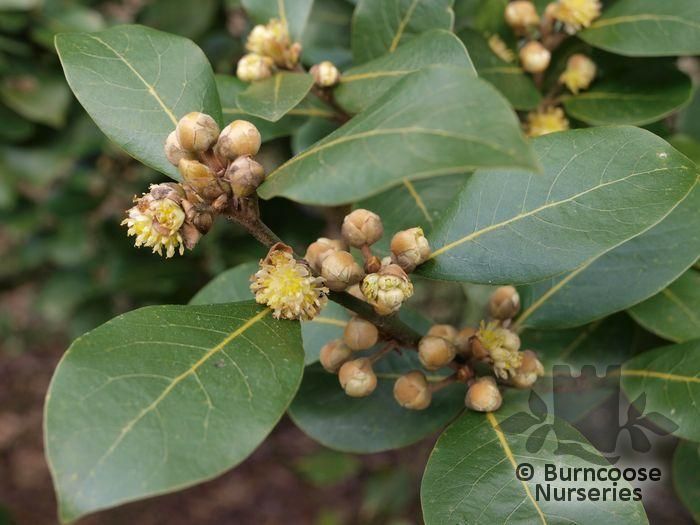 Laurus Azorica from Burncoose Nurseries