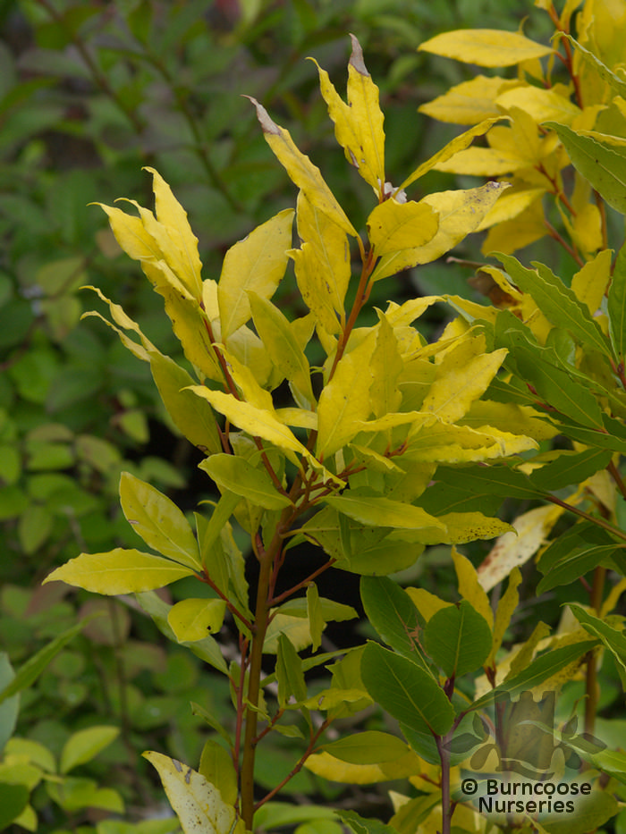 Laurus Nobilis 'Aurea' from Burncoose Nurseries