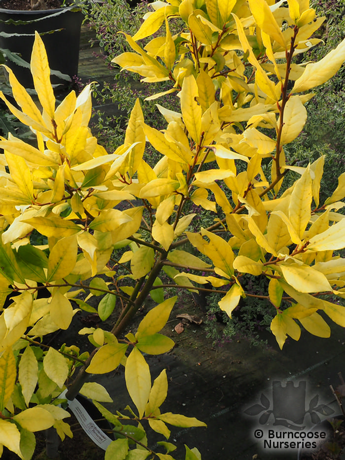 Laurus Nobilis 'Aurea' from Burncoose Nurseries
