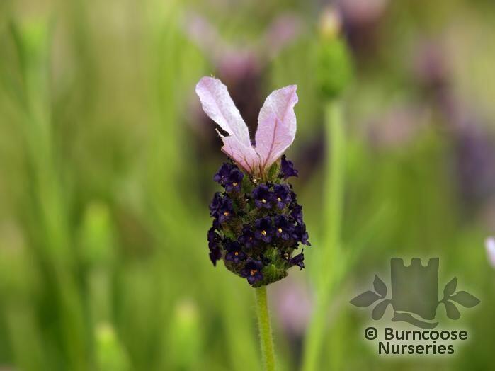 Lavandula Stoechas 'Fathead' from Burncoose Nurseries