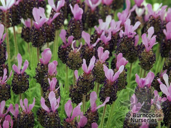Lavandula Stoechas 'Fathead' from Burncoose Nurseries