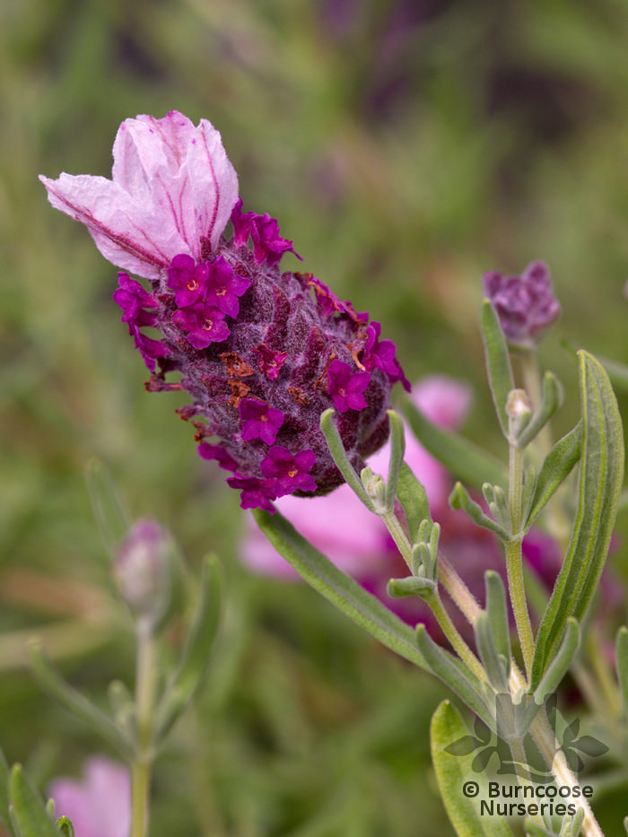 Lavandula from Burncoose Nurseries