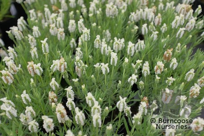 Lavandula Stoechas 'Snowman' from Burncoose Nurseries