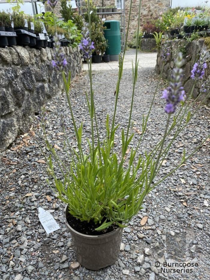Lavandula X Intermedia 'Provence' from Burncoose Nurseries