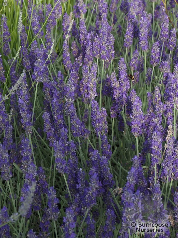 Lavandula X Intermedia 'Vera' from Burncoose Nurseries