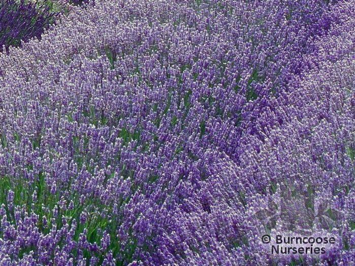 Lavandula X Intermedia 'Vera' from Burncoose Nurseries