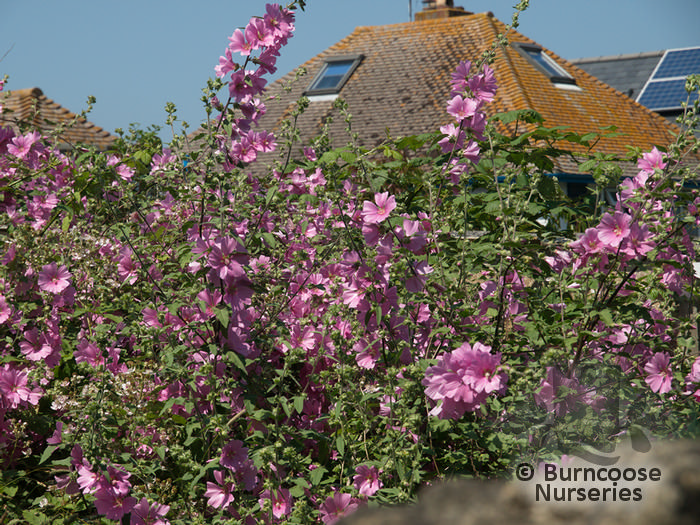 Lavatera from Burncoose Nurseries