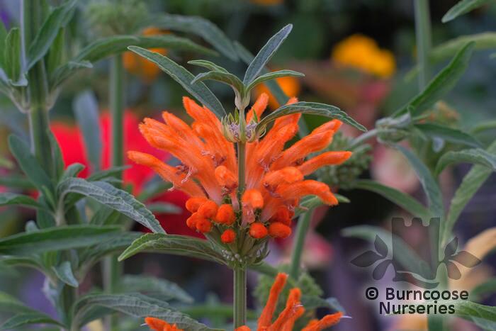 Leonotis Leonurus from Burncoose Nurseries