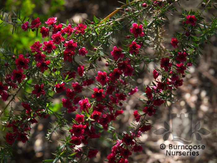 Leptospermum Scoparium 'Burgundy Queen' from Burncoose Nurseries