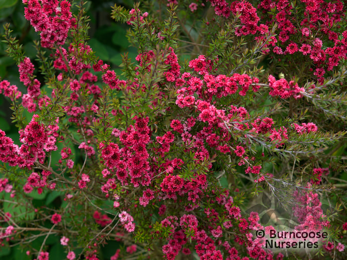 Leptospermum Scoparium 'Burgundy Queen' from Burncoose Nurseries