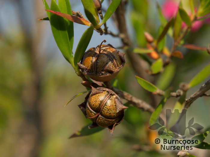 Leptospermum 'Karo Spectro Bay' from Burncoose Nurseries