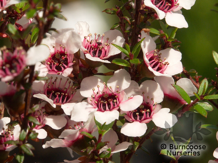 Leptospermum from Burncoose Nurseries
