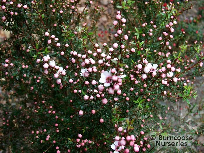 Leptospermum Scoparium Nanum 'Kea' from Burncoose Nurseries