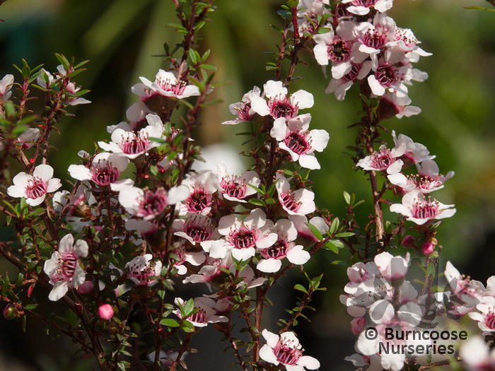 Leptospermum Scoparium Nanum 'Kea' from Burncoose Nurseries
